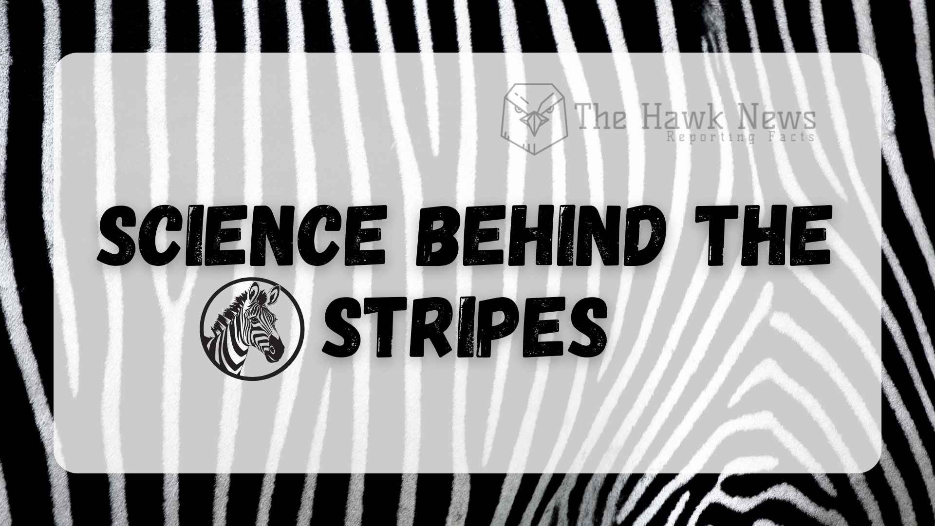 The Science Behind the Stripes: Why Zebras Wear Nature’s Boldest Coat ...