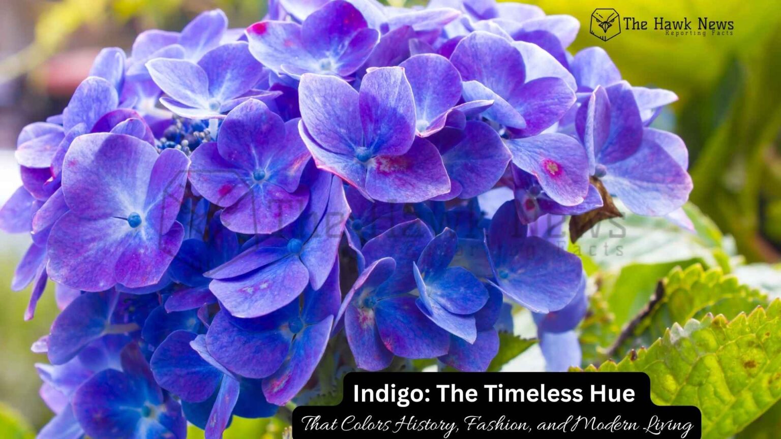 Indigo: The Timeless Hue That Colors History, Fashion, and Modern ...