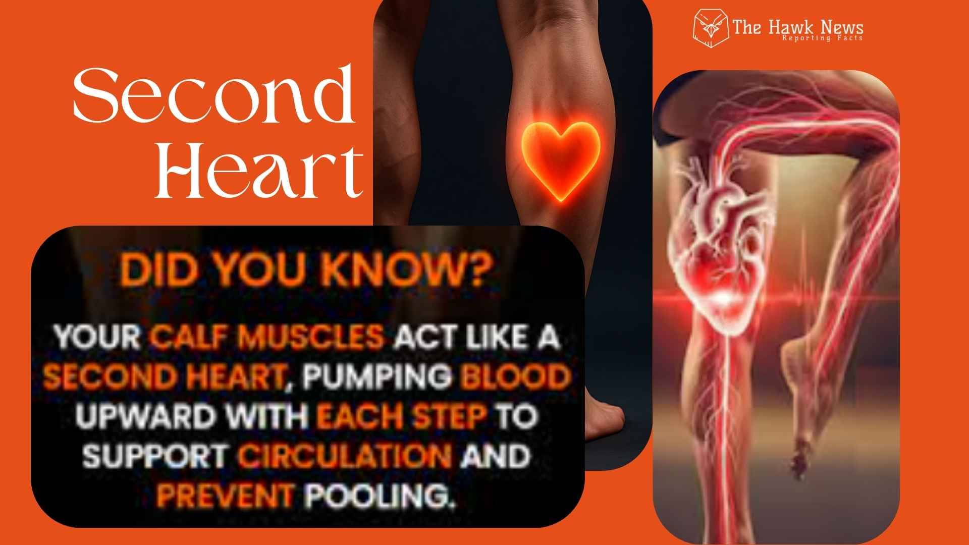 The Second Heart in Your Legs: Why Calf Muscles Matter More Than You ...